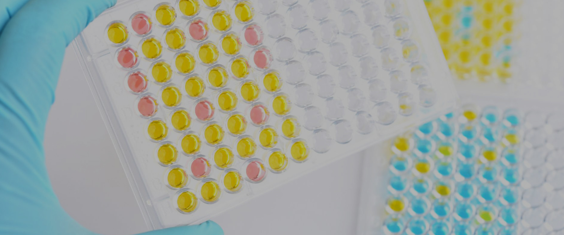 Antibody Affinity Maturation - Alpha Lifetech