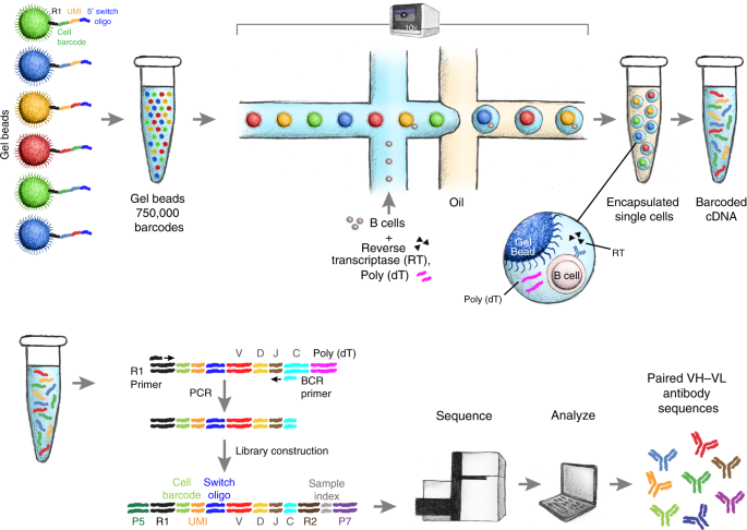 Advanced Single B Cell Sorting Platform for Antibody Development ...