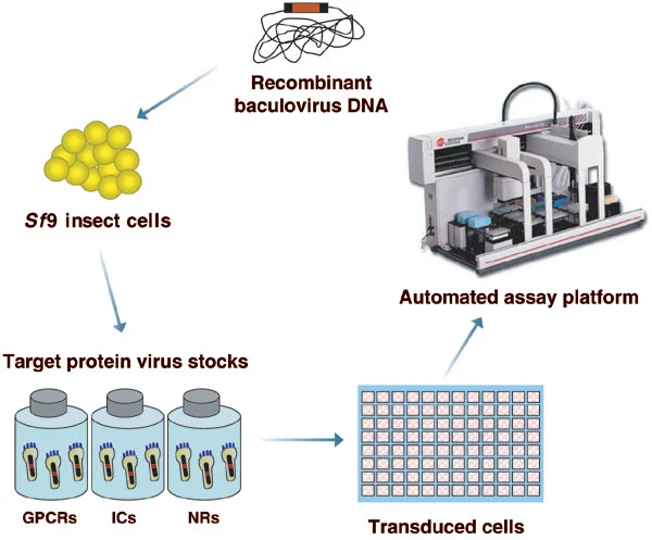 Study Links CAR-T Cell Dysfunction to Region Clustering Issues - Alpha ...