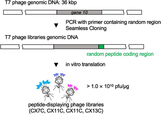 T7 Phage Library Construction Service for Optimal Research Solutions ...