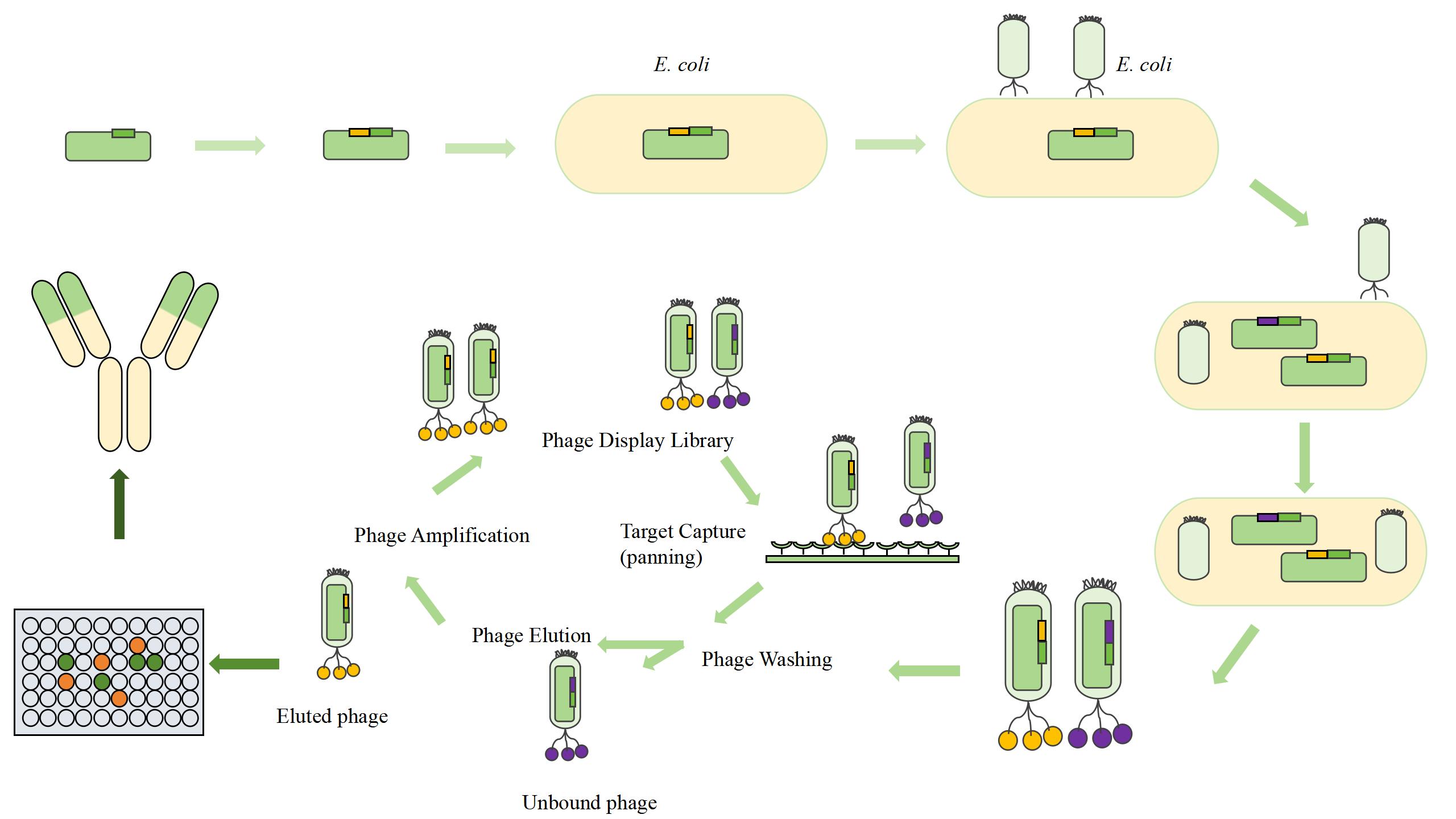 Discover the Leading Antibody Development Platform for Innovation ...