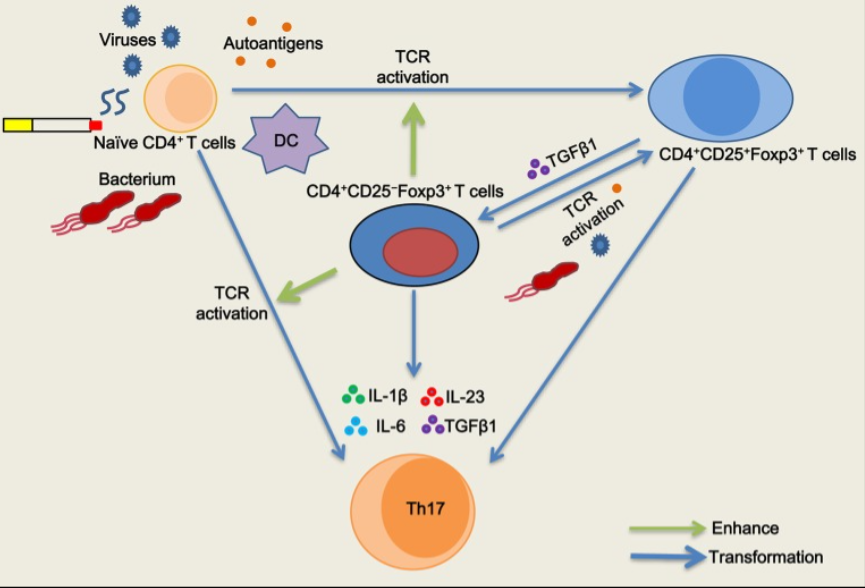 IL2RA/CD25 Target Antibody for Research Applications - Alpha Lifetech