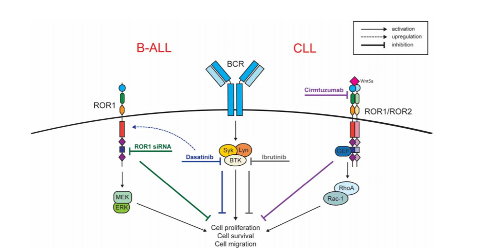 ROR1 Targeted Therapy for Scientific Research - Alpha Lifetech