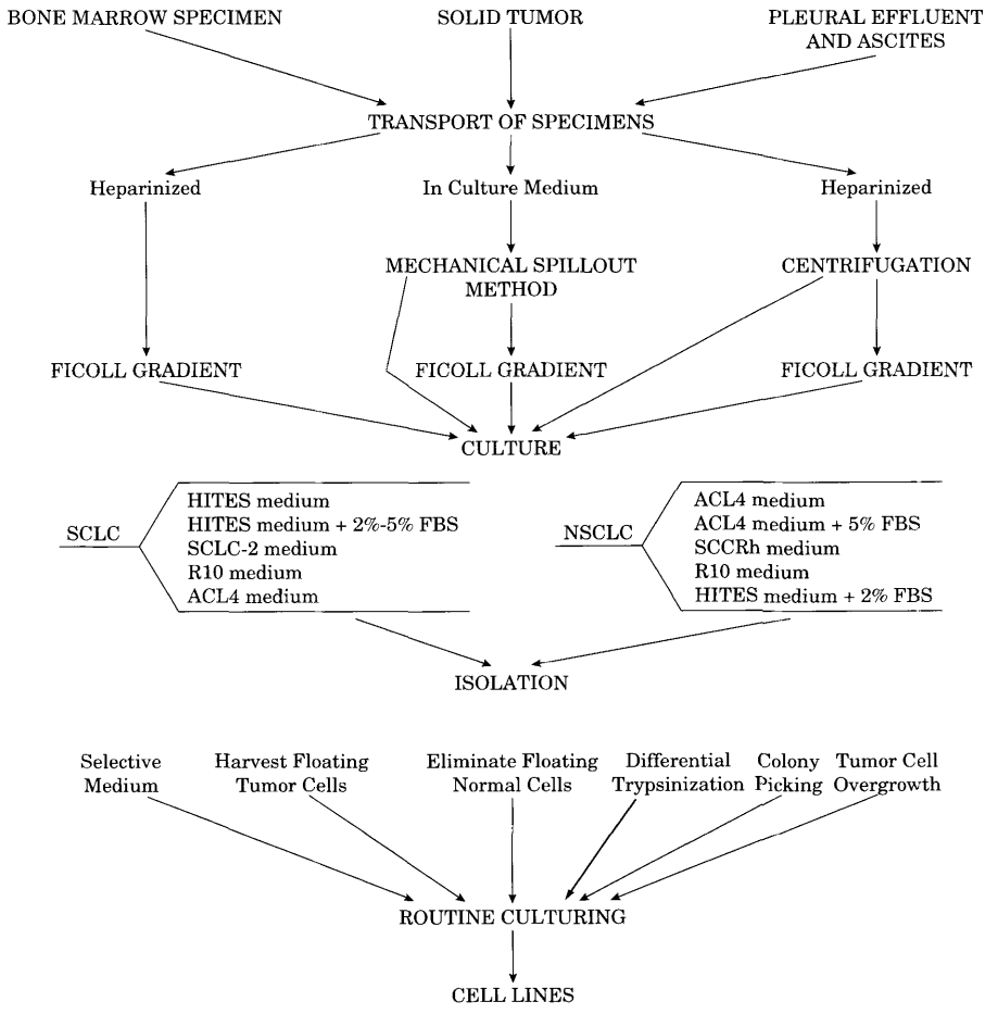 Essential Guide to Cancer Cell Lines Culture Protocols - Alpha Lifetech