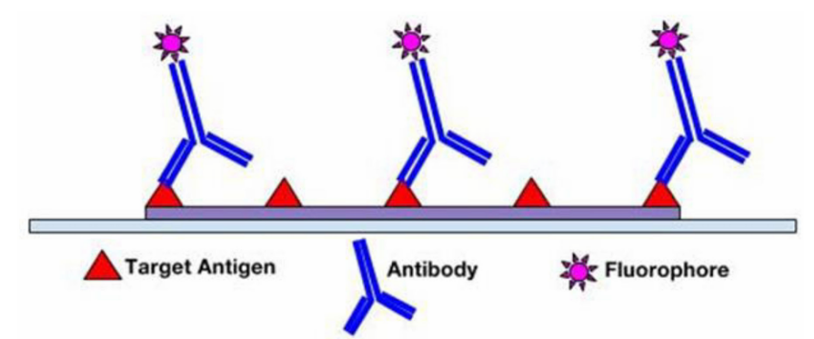 Comprehensive Guide to Immunofluorescence Protocols Released - Alpha Lifetech