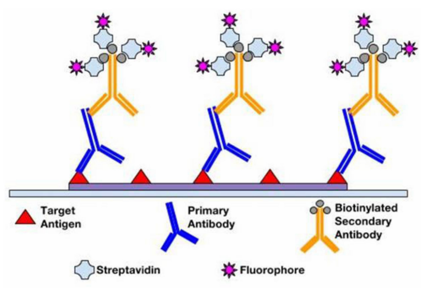 Comprehensive Guide to Immunofluorescence Protocols Released - Alpha ...