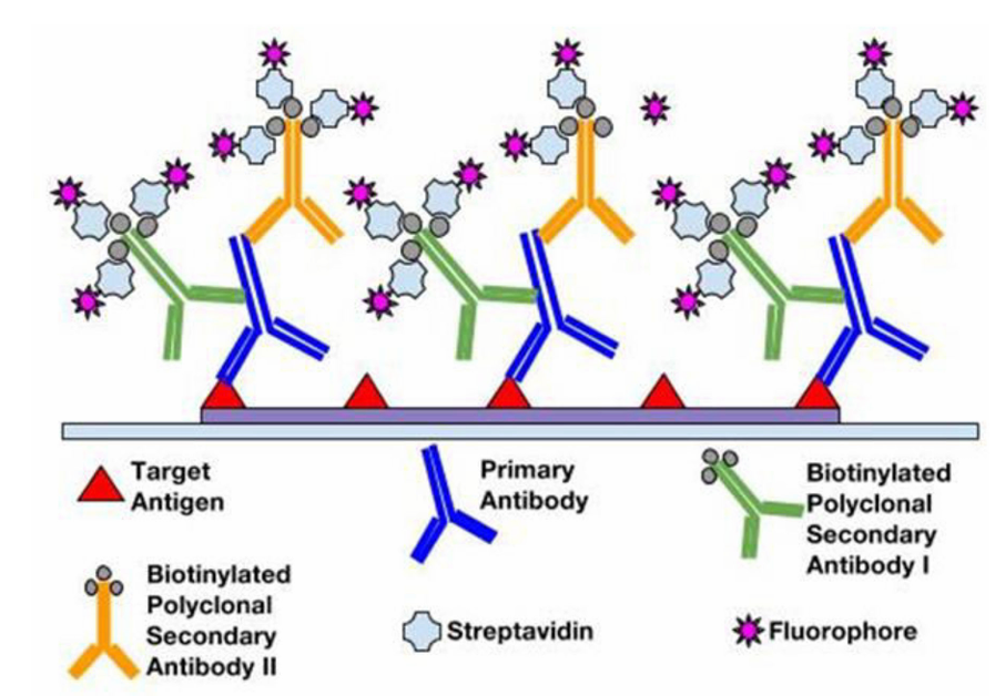 Comprehensive Guide to Immunofluorescence Protocols Released - Alpha ...