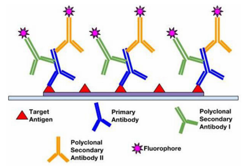 Comprehensive Guide to Immunofluorescence Protocols Released - Alpha ...