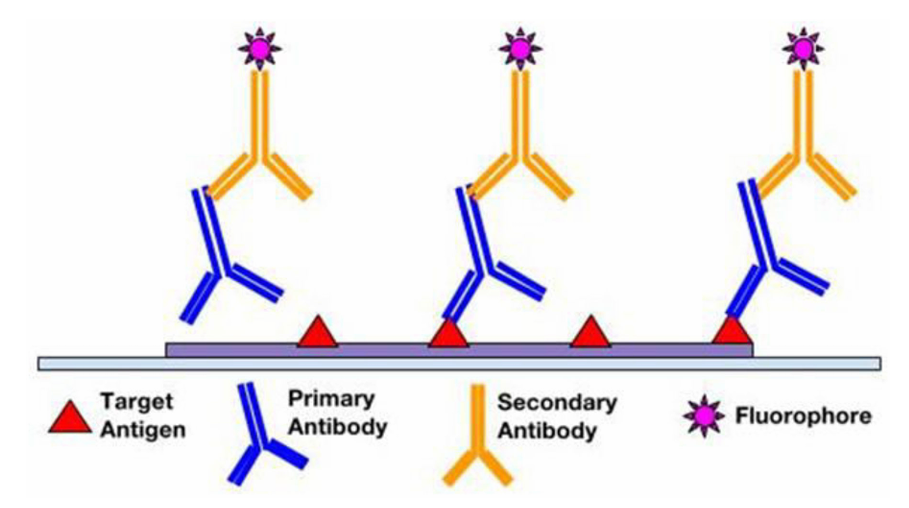 Comprehensive Guide to Immunofluorescence Protocols Released - Alpha ...