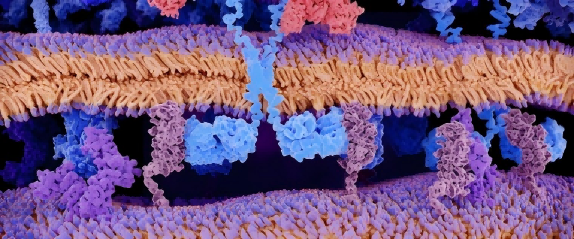 Enhanced Membrane Protein Production: Protocols & FAQs Revealed - Alpha ...