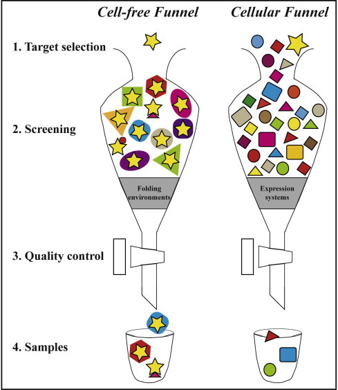 Enhanced Membrane Protein Production: Protocols & FAQs Revealed - Alpha ...