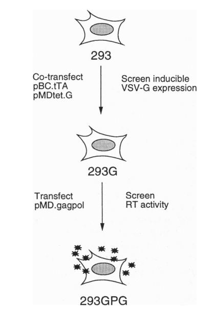 Guide to Stable Cell Line Construction: Protocols & FAQs - Alpha Lifetech