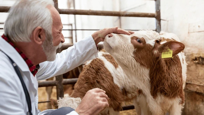 What Are the Uses of Arecoline Hydrobromide? - Kintai