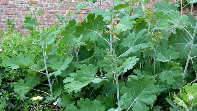 Why Fish Farmers Choose Macleaya Cordata as a Natural Antibiotic - Kintai