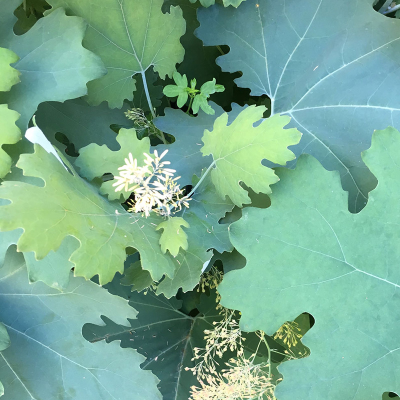 China Bulk Pure Macleaya Cordata Total Alka Powder Manufacturer ...