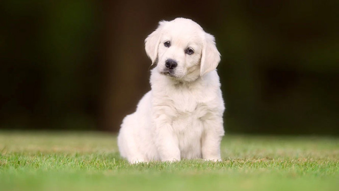 What are the Benefits of Resveratrol for Dogs - Kintai