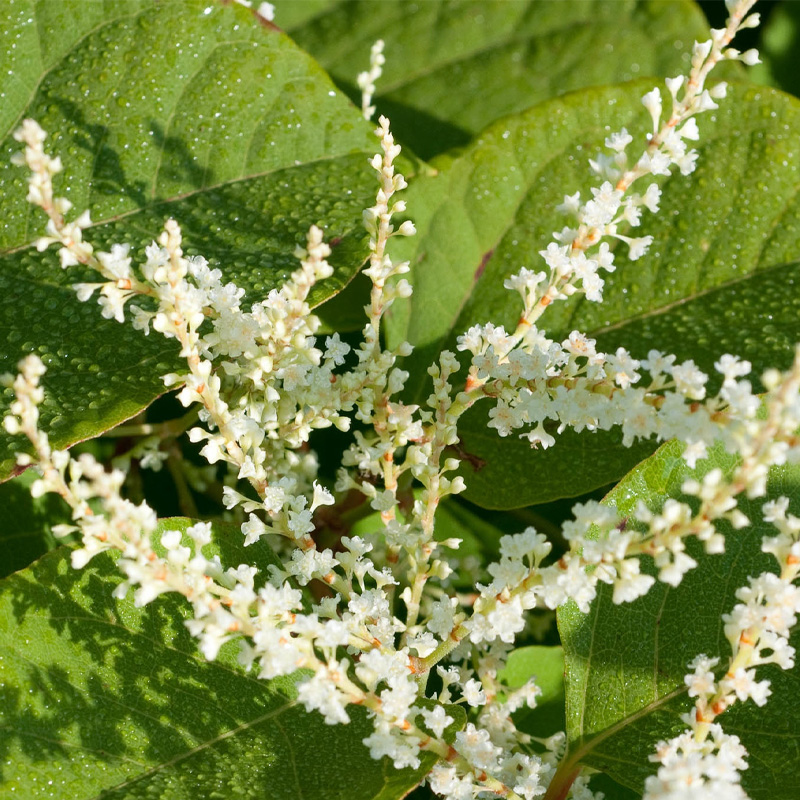 China Good Quality Polygonum Cuspidatum Extract Polydatin Manufacturer ...