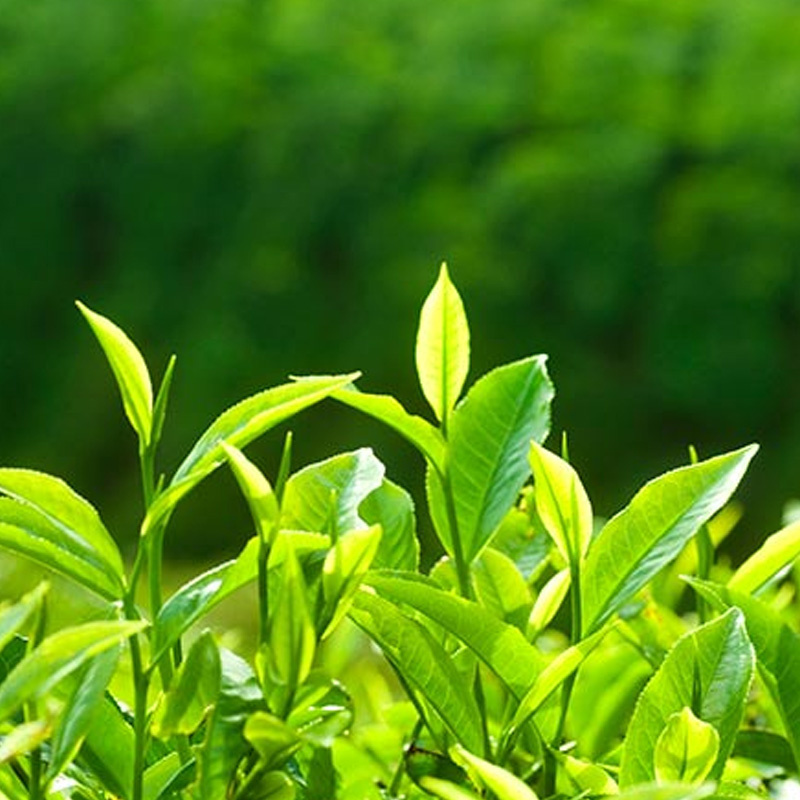 China Best Green Tea Extract Tea Polyphenols Powder Manufacturer ...