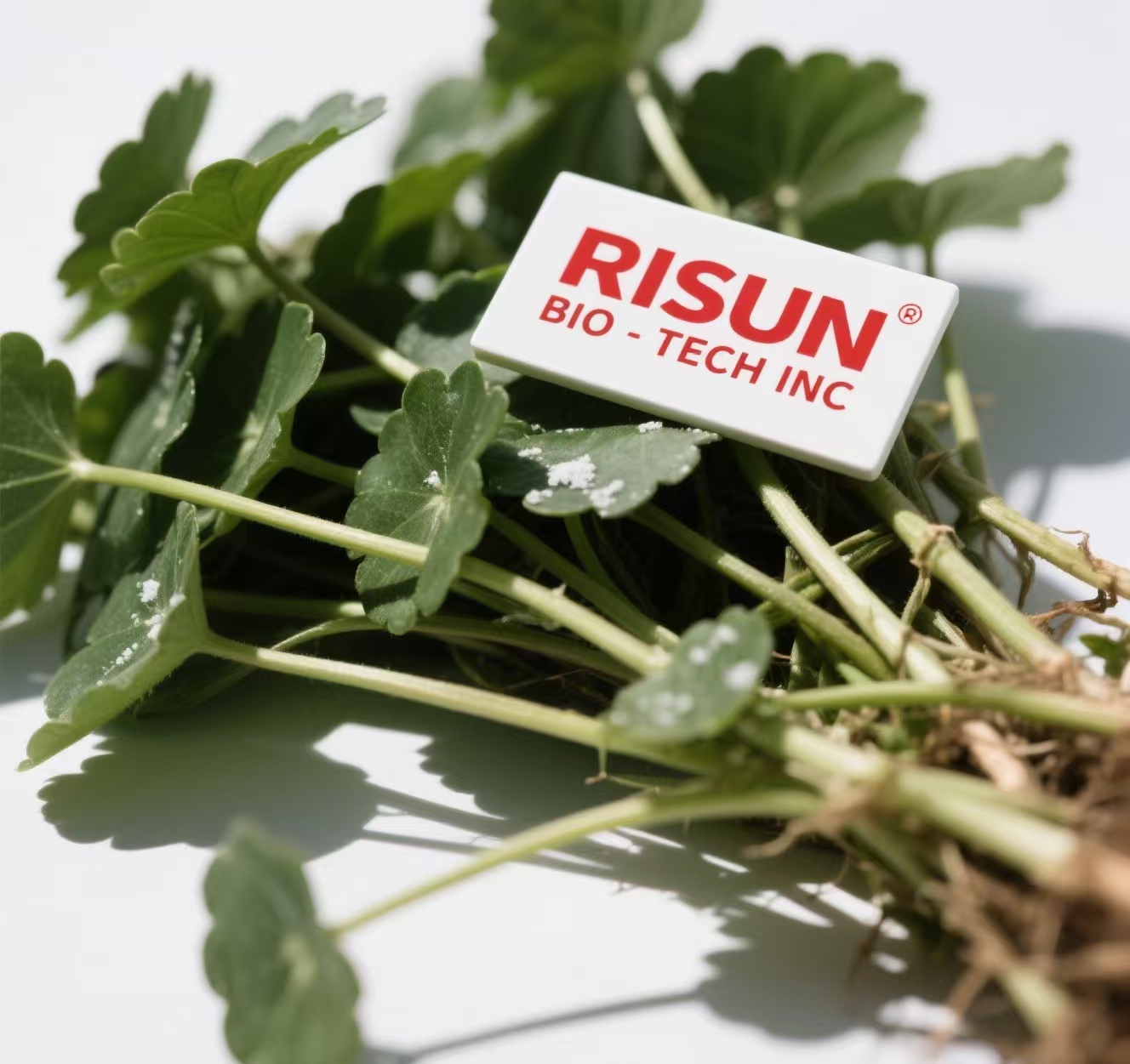 Centella Asiatica Extract: Driven by Core Ingredients, It Unleashes the ...