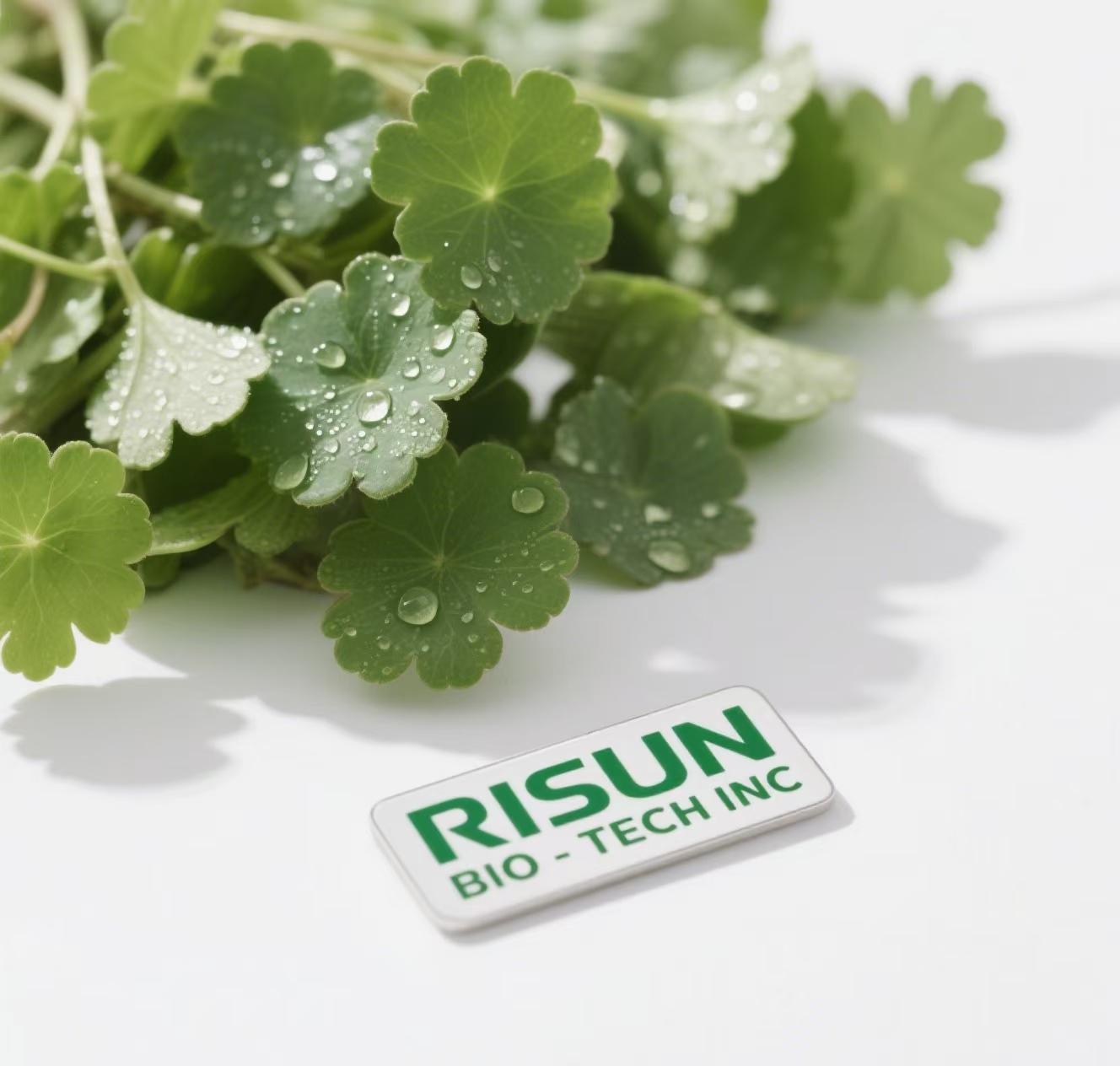 Centella Asiatica Extract: Driven by Core Ingredients, It Unleashes the ...