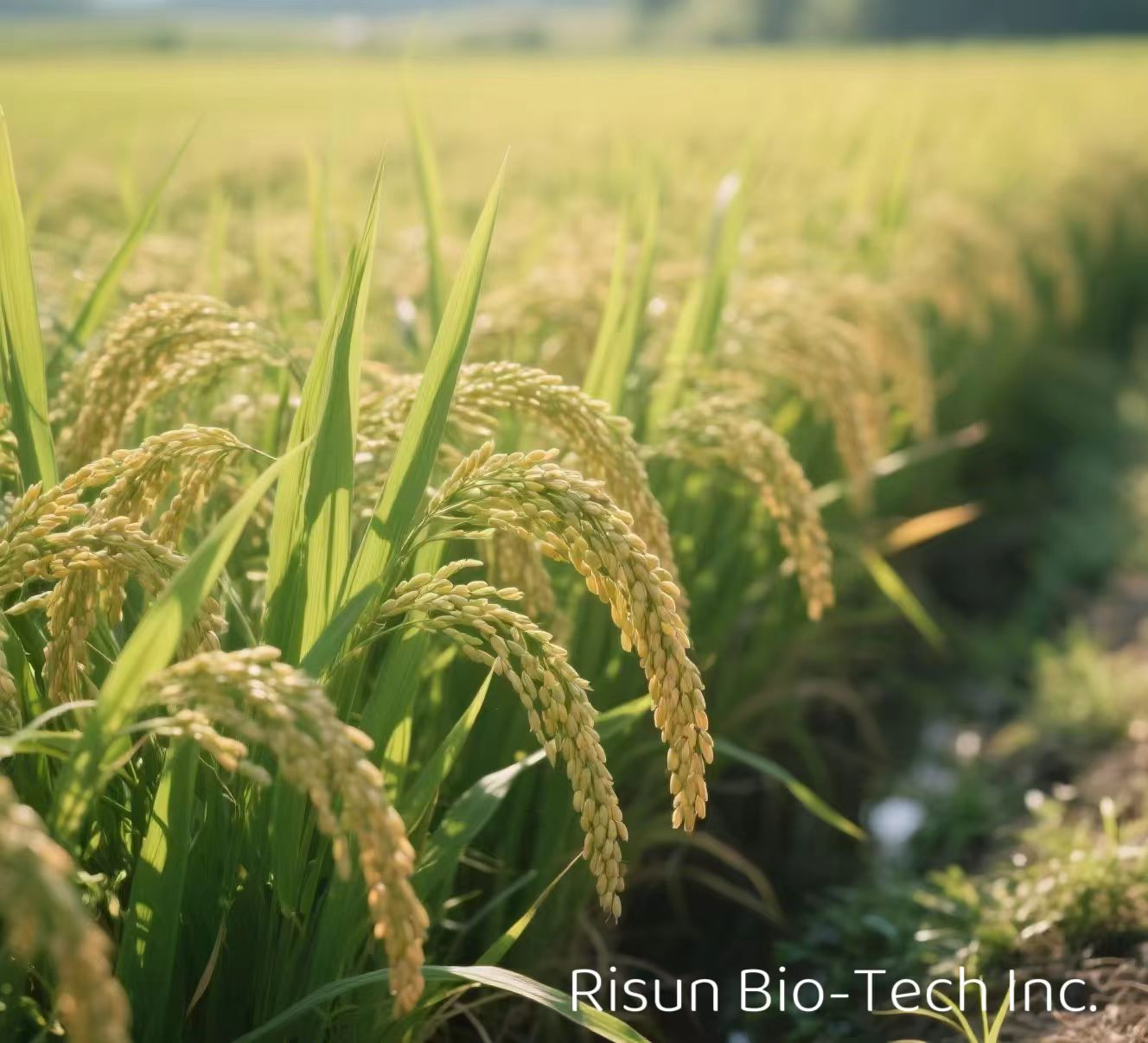 Monascus Red：A New Trend in Natural Pigments - Risun