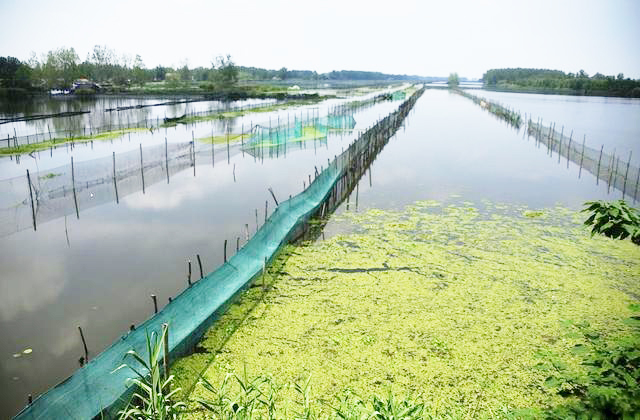 Blue - Green Algae Sensor: Accurately Addressing Blue - Green Algae ...