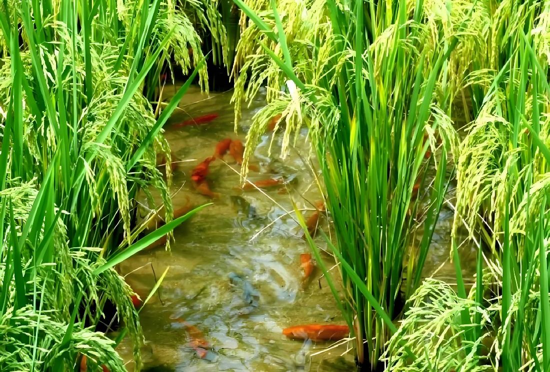 Analysis of the Relationship Between Dissolved Oxygen Concentration and ...