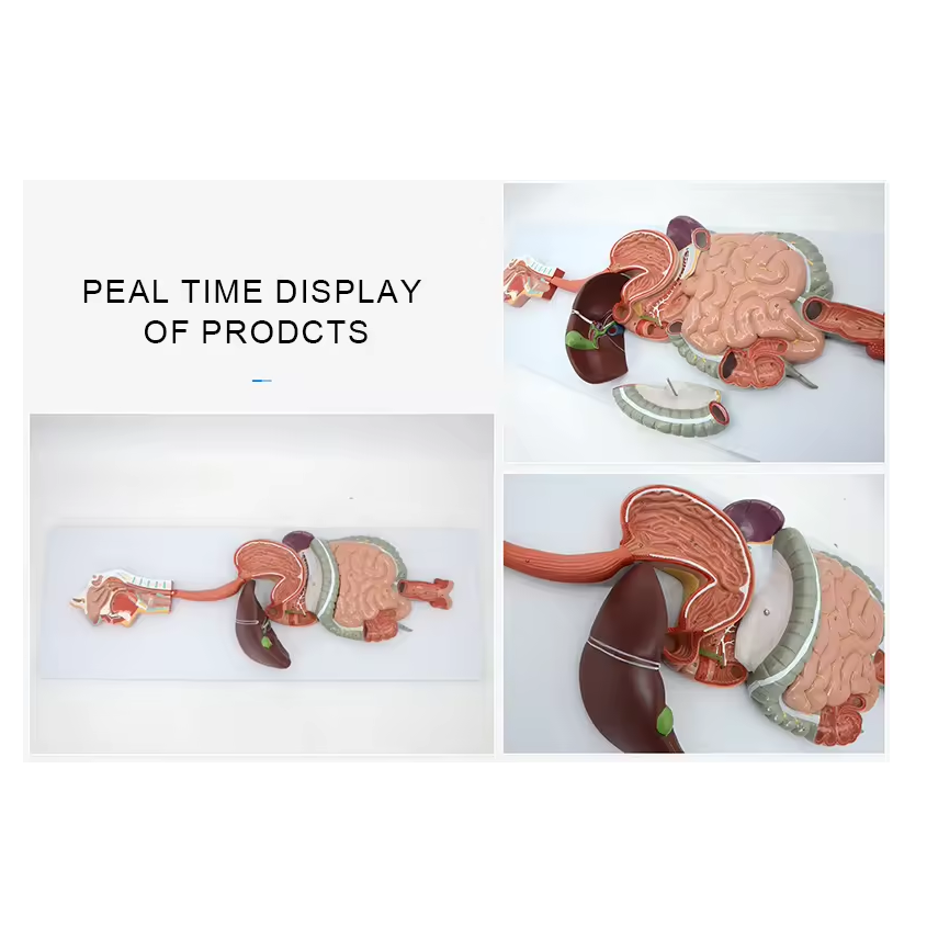 CE Certification Human Anatomical Advanced Digestive System Model for ...
