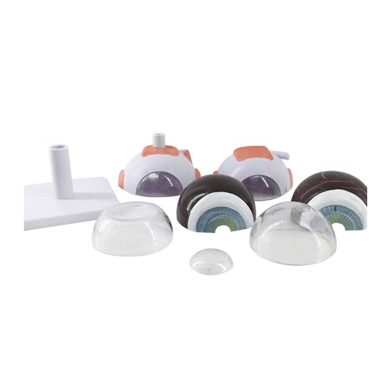 CE Certification Human Anatomical Simulation Eyeball Structural 3 Times ...