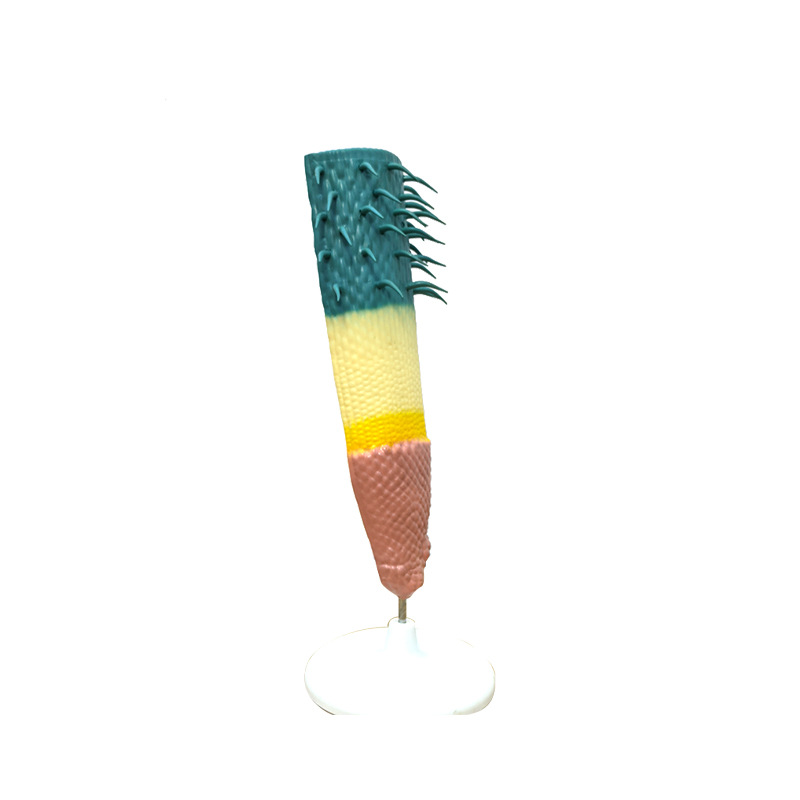 CE Certification Biology Teaching PVC Enlarged Plant Root Model Monocot ...